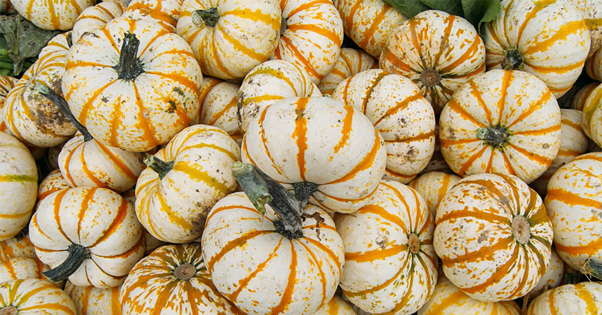 UT Vegetable Production | UT Vegetable Production