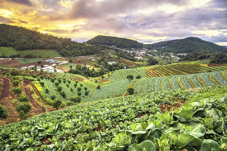 Land Use | UT Vegetable Production