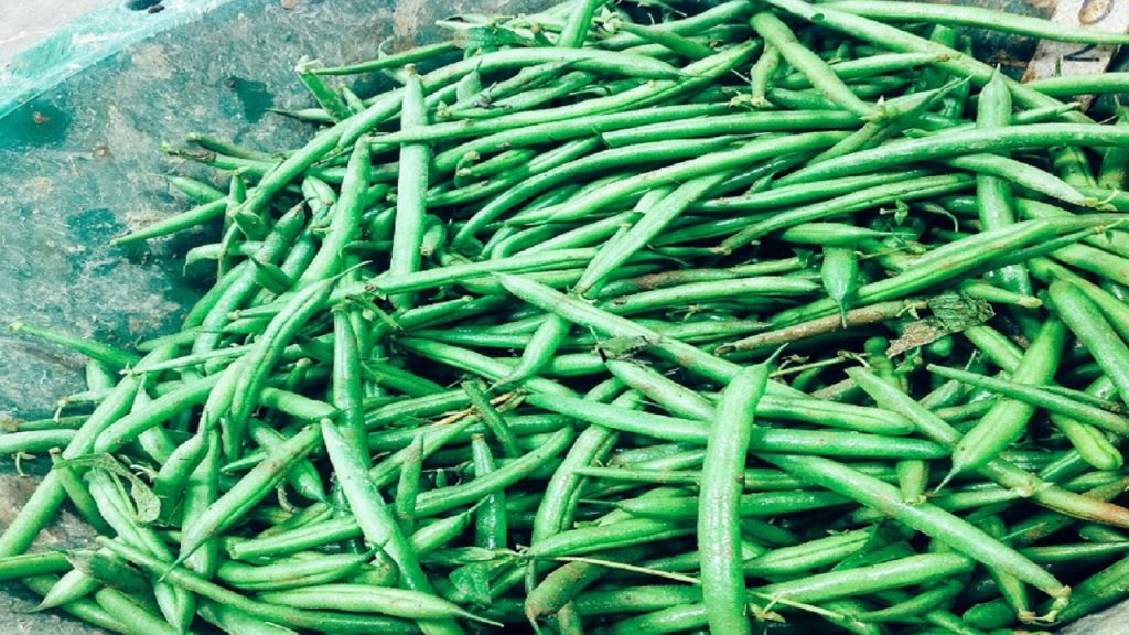 Bean Variety Trial | UT Vegetable Production
