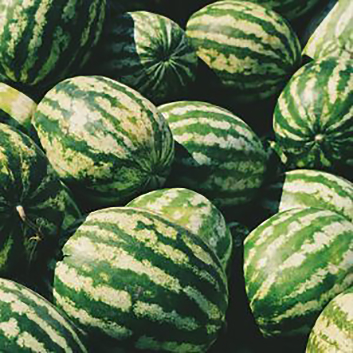 Melon Trials | UT Vegetable Production