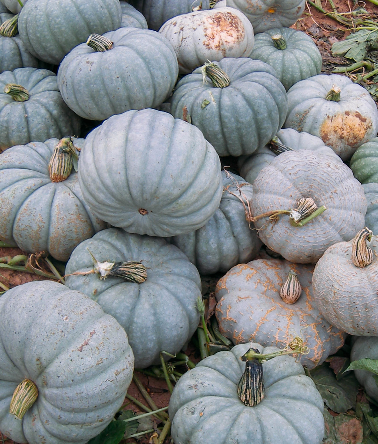 UT Vegetable Production | UT Vegetable Production