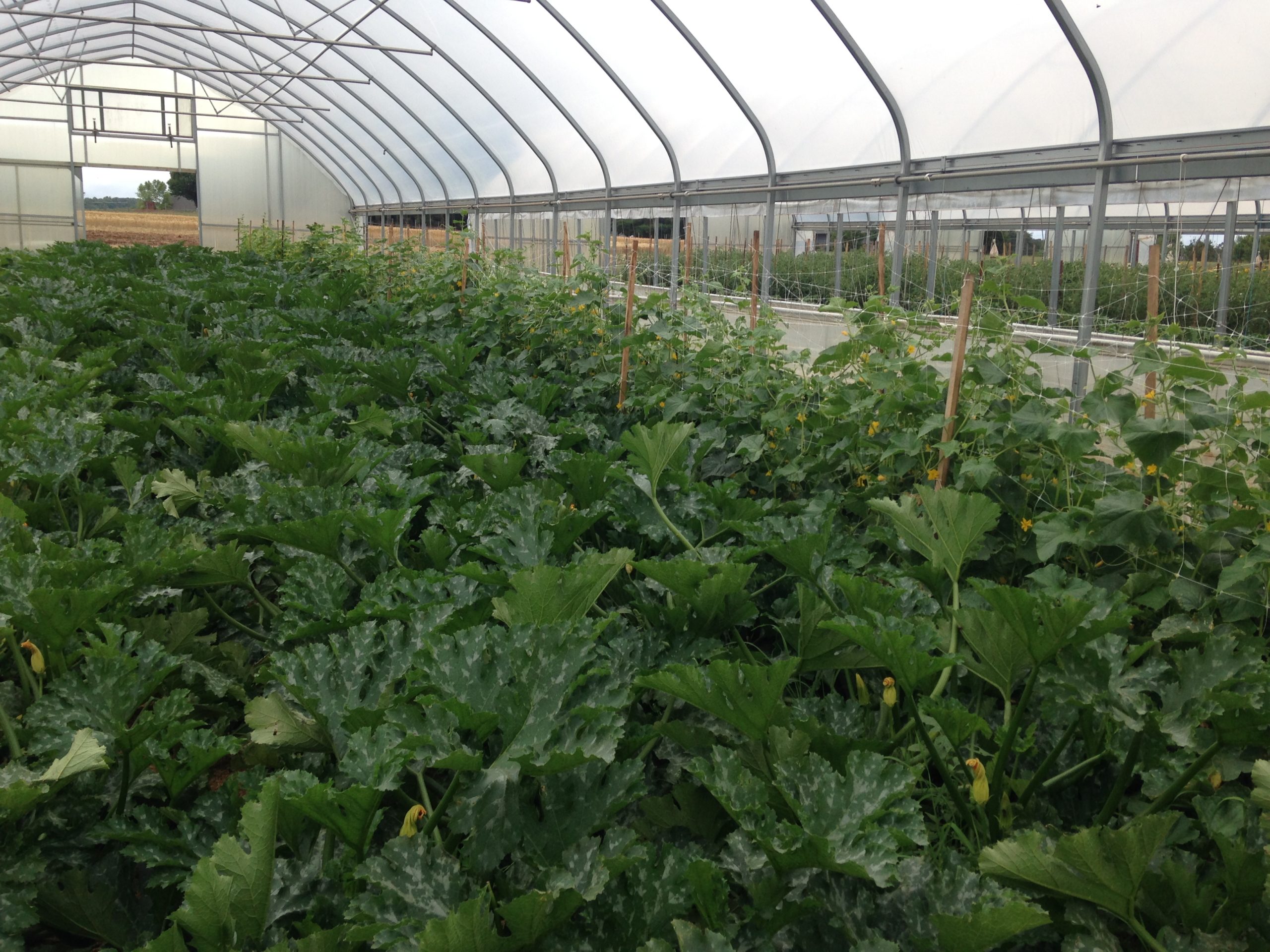 Support the Program | UT Vegetable Production